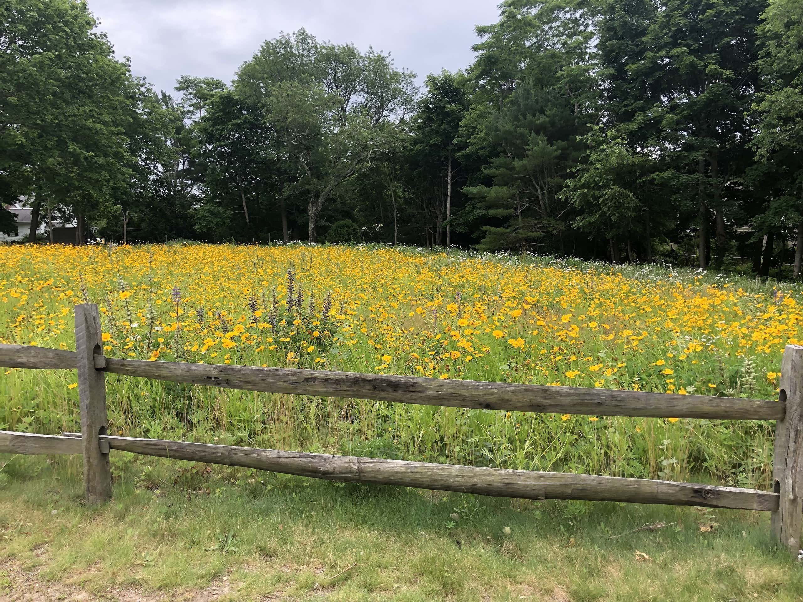 A Local's Guide To Cape Cod, Massachusetts | We Are Travel Girls